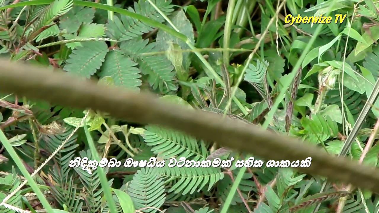 Mimosa Pudica - Nidikumba - YouTube