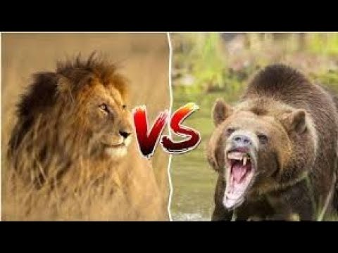Lion VS bear - YouTube