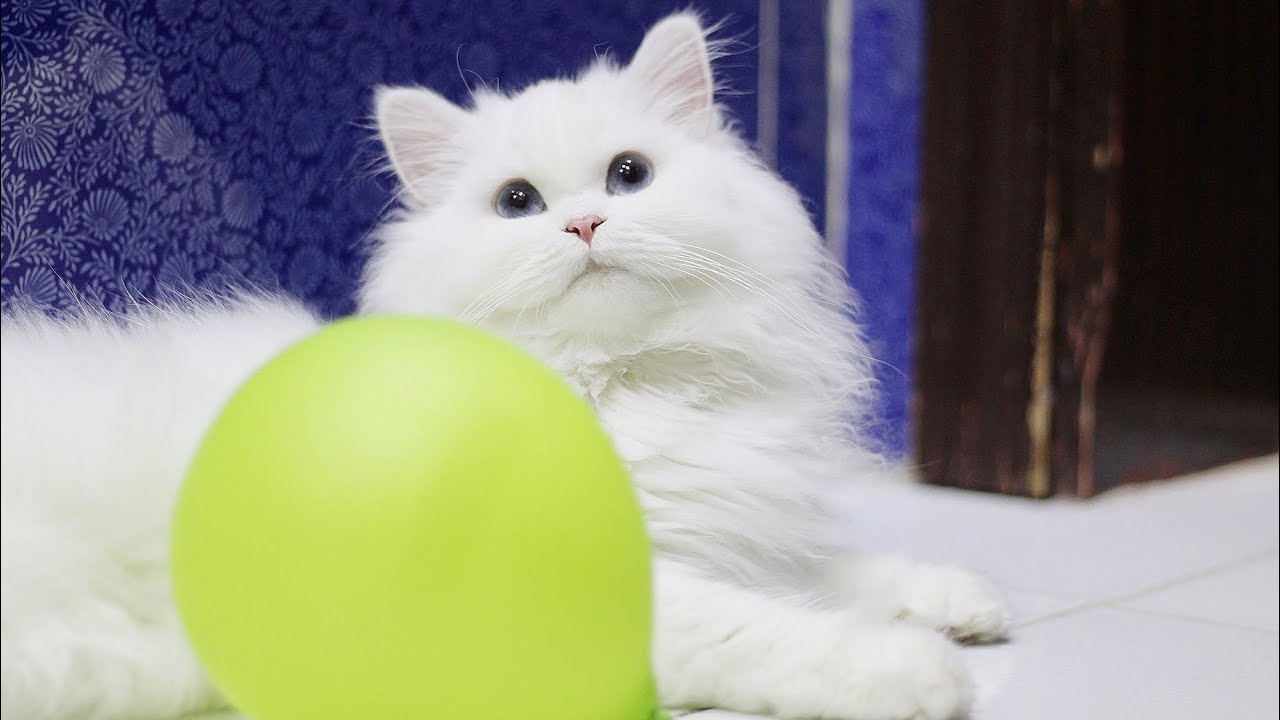 Cats Popping Balloons Compilation - YouTube