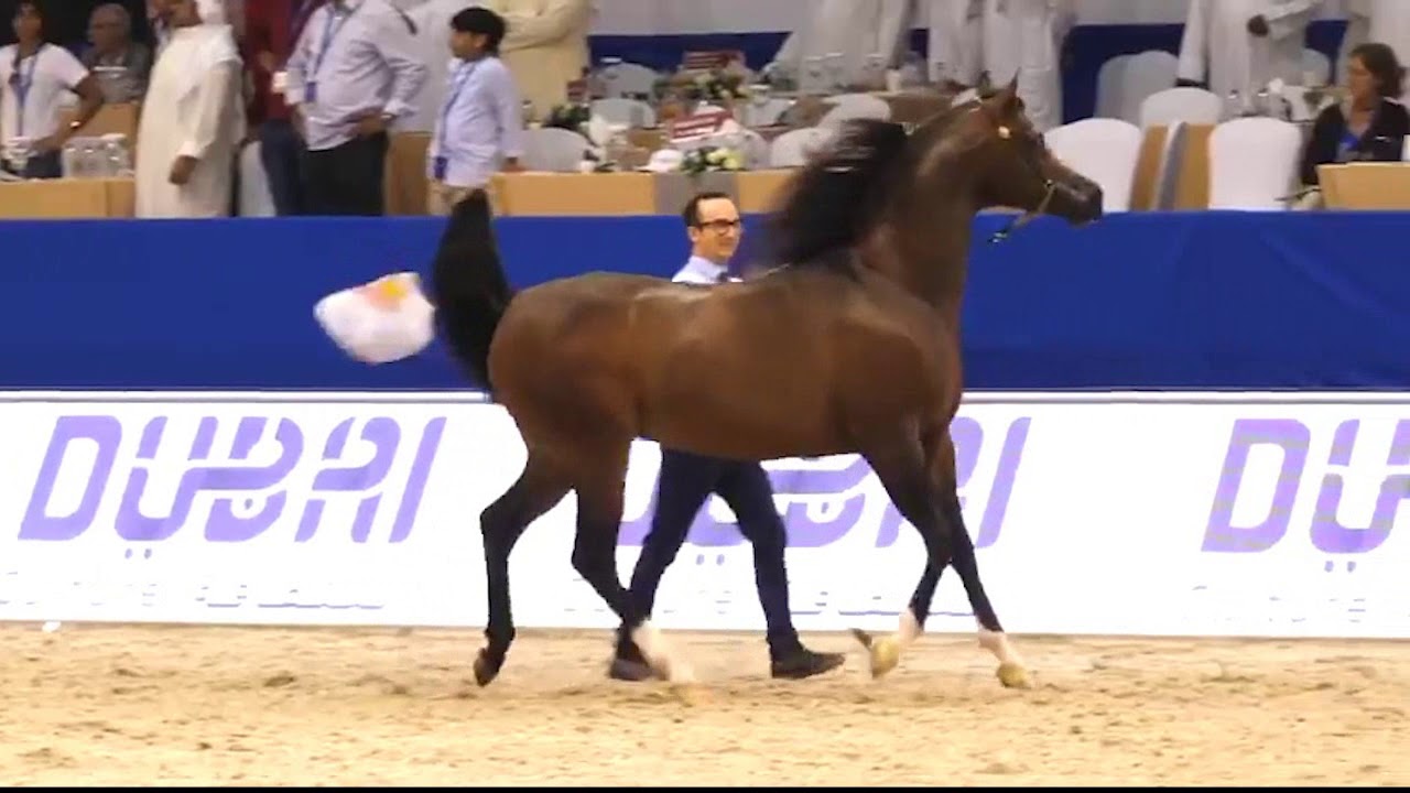 Al Sheikh Stud - YouTube