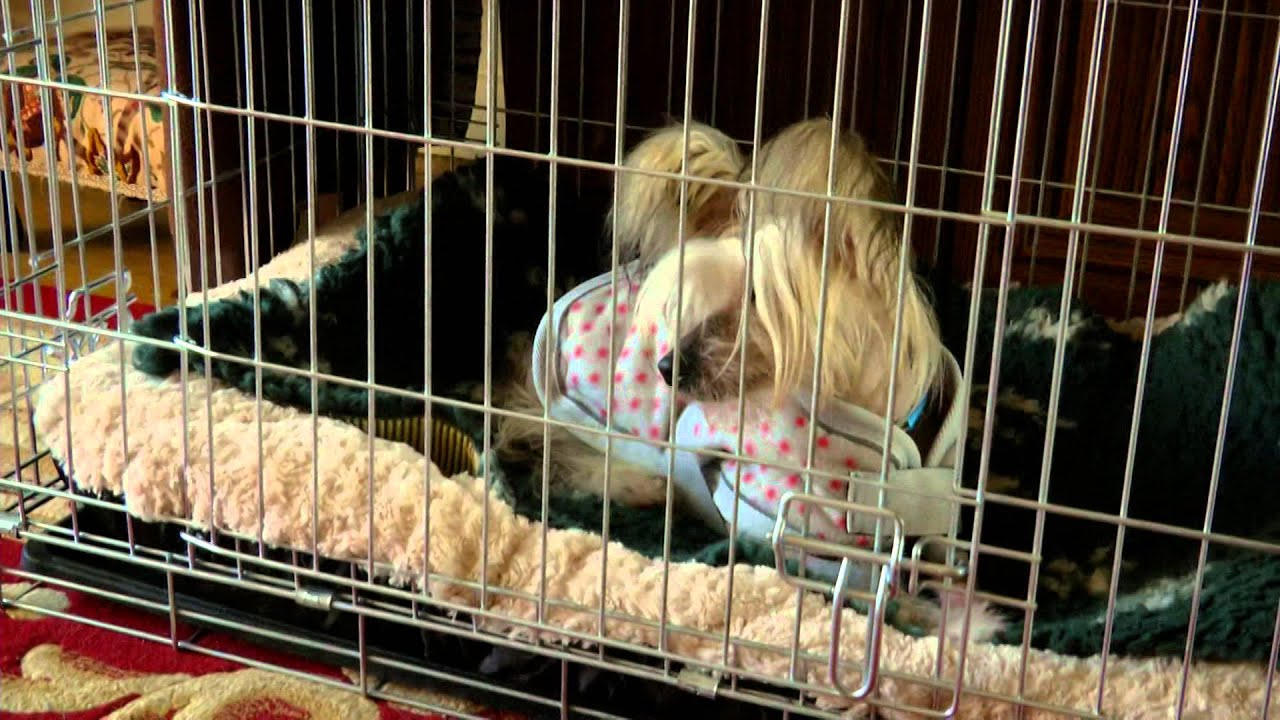 Poorly Puppy: Wadars rescue service need donations for Enid's broken ...