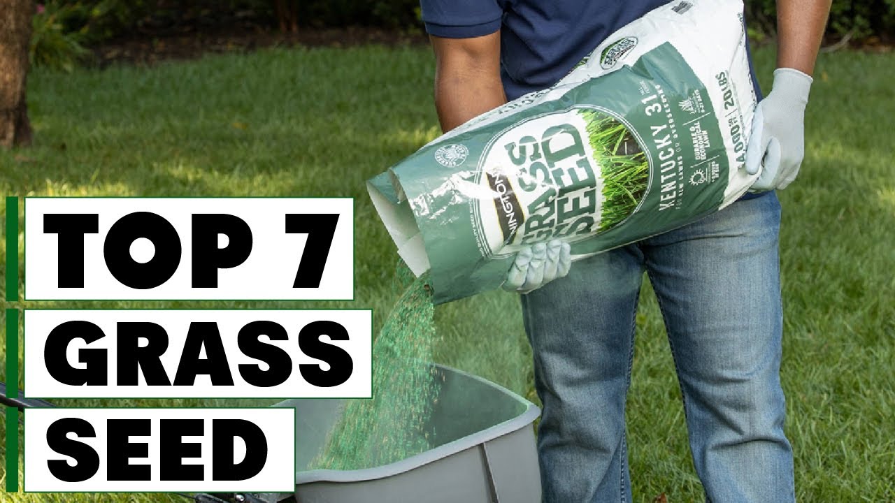 7 Best Grass Seeds for a Green and Healthy Lawn - YouTube