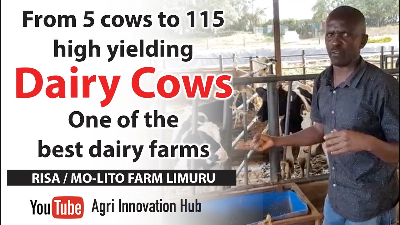 How RISA-MOLITO DAIRY Farm started with only 5 Dairy cows to 115 cows ...