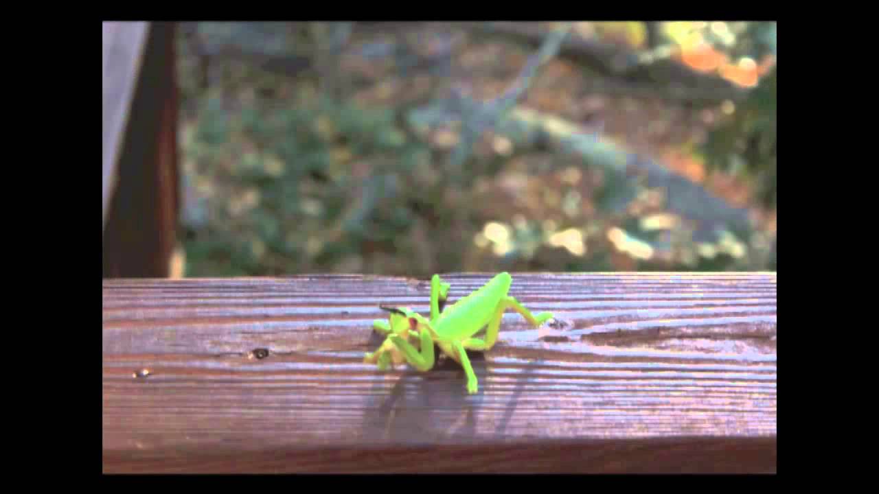 Rolie Polie Guacamole - The Mantis (Chips and Salsa) - YouTube Music