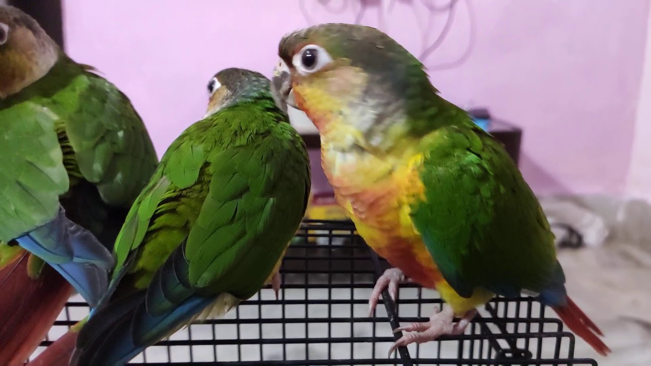 Gang Of Yellow Sided Conure At Saarim's Birdzotic - YouTube