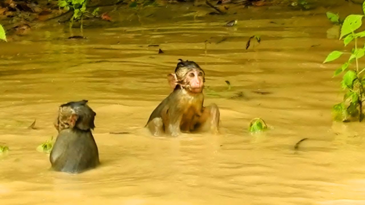 These Little Monkeys Jump Into and Swim Water | What These Monkeys ...