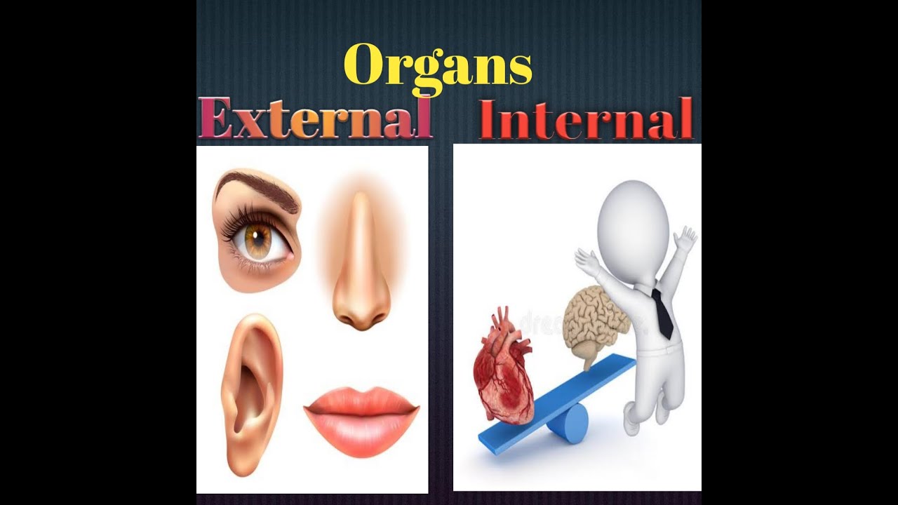 Internal & External Organs - YouTube