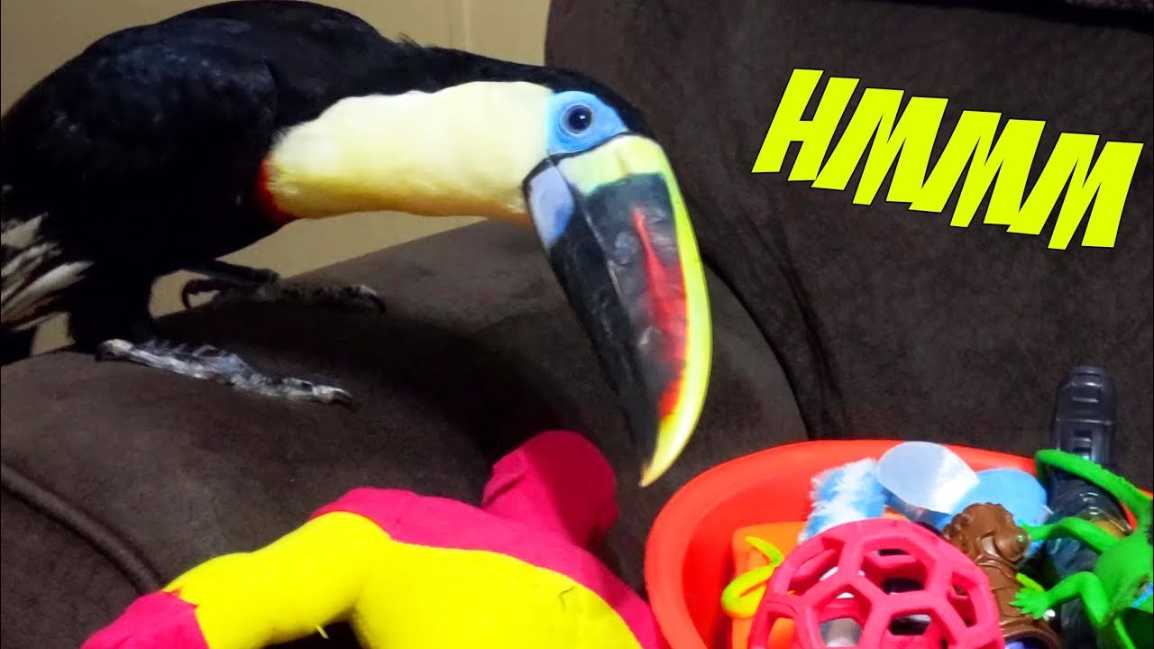 A VERY Curious Baby Toucan (And One Very Itchy Big Toucan!) - YouTube