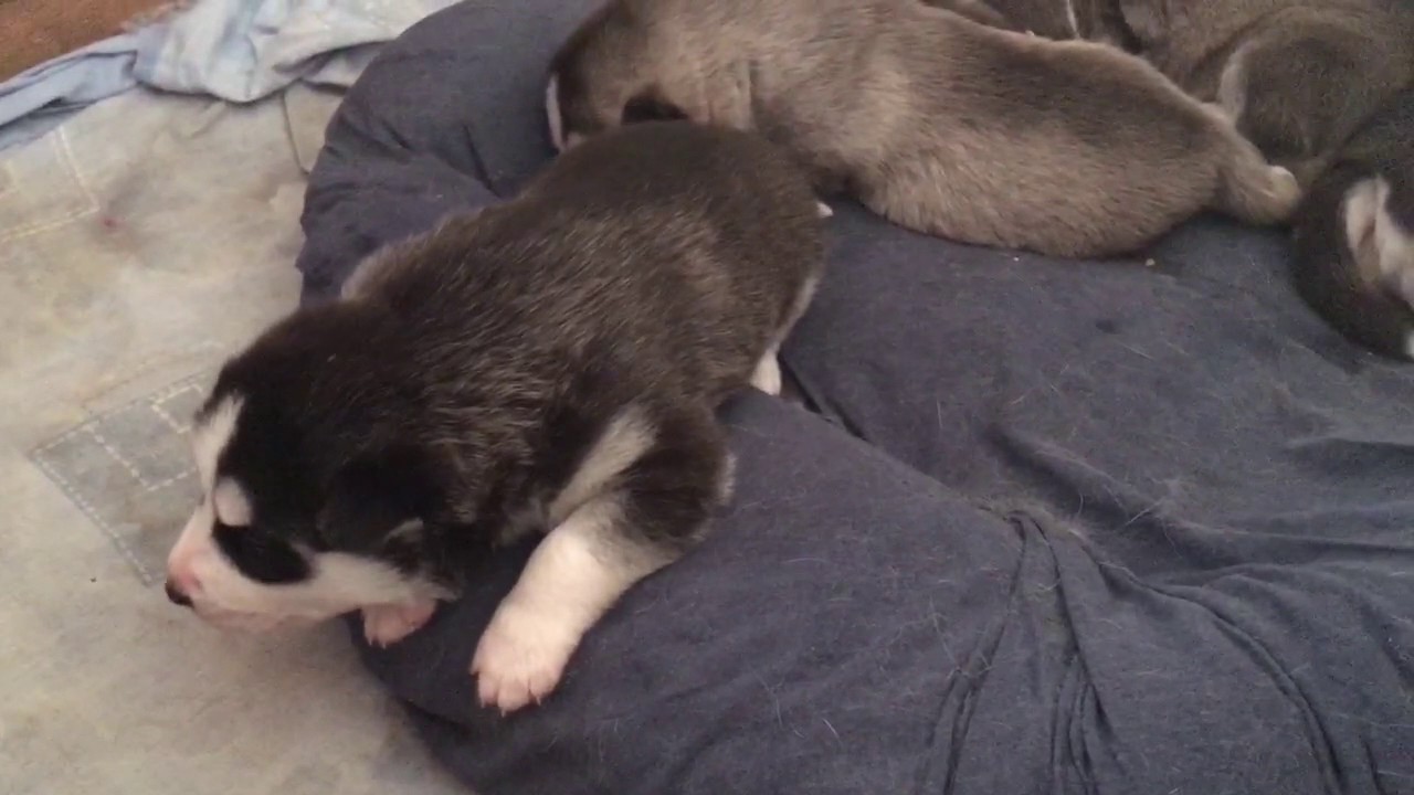 Husky Puppy Whining - 2nd litter 2017 - YouTube