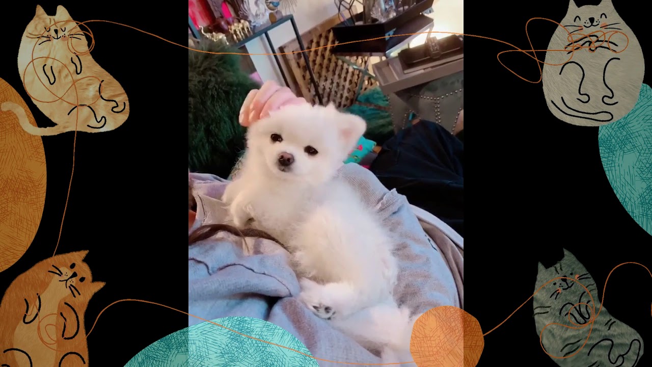 Mochi Introduction Vid (cute dog) - YouTube