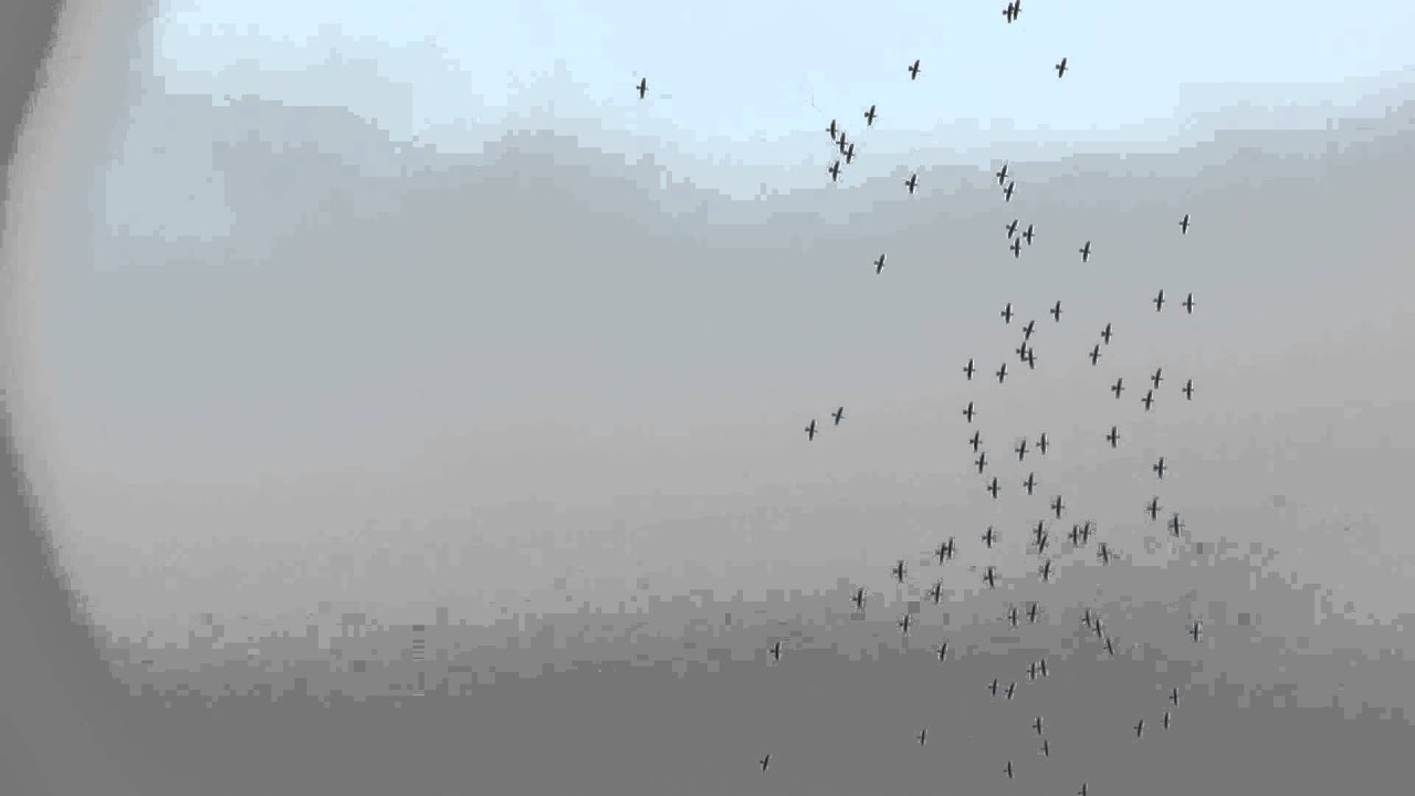 Flocking birds - YouTube