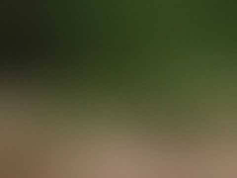 🕊️🦜Mengenal Binatang Udara🦜🕊️ - YouTube