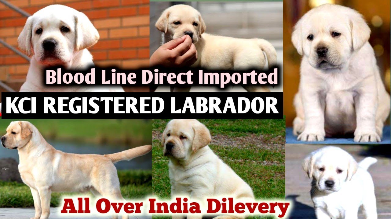 Labrador Kci Registered For Sale | Best Quality Labrador in India for ...