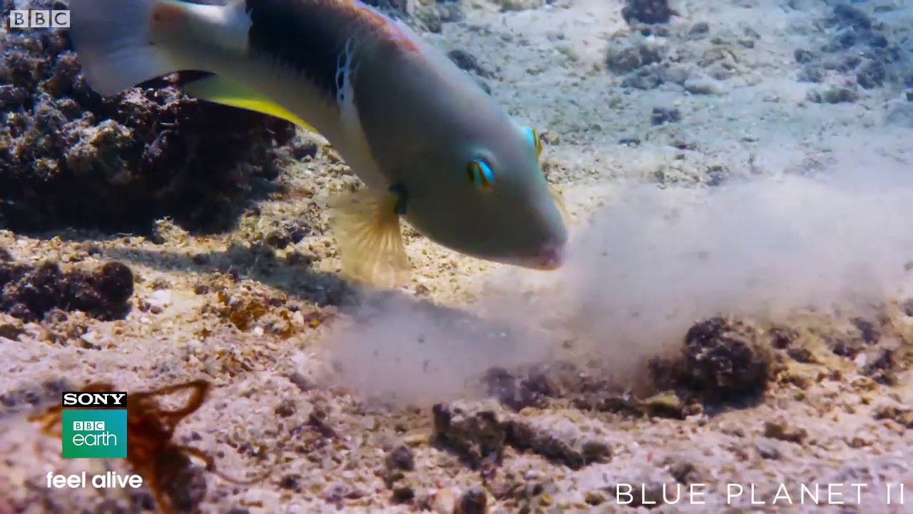Very cute and hardworking Tuskfish | N world | wonderful Nature ...
