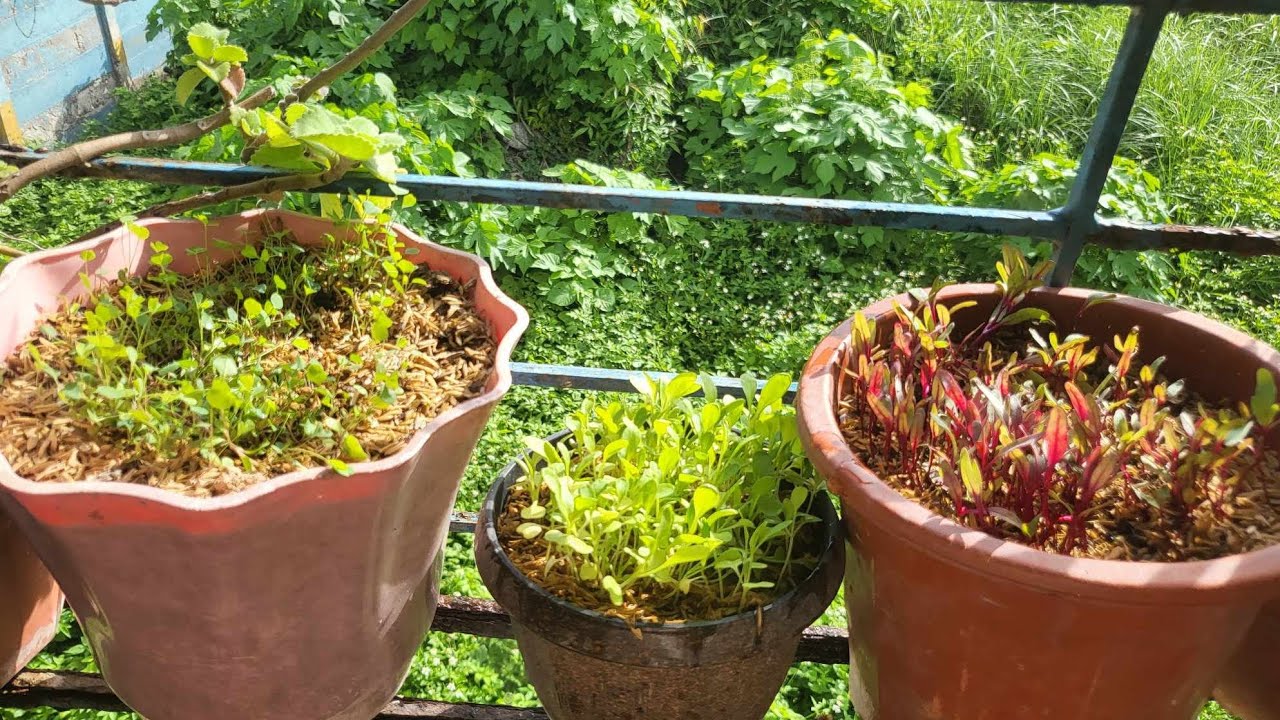 Plant Growth Project💚🪴 - YouTube