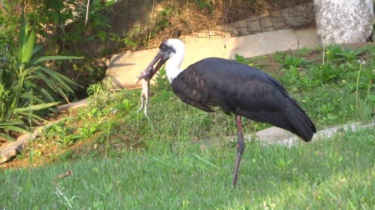 Woolly-necked stork catching frog - YouTube