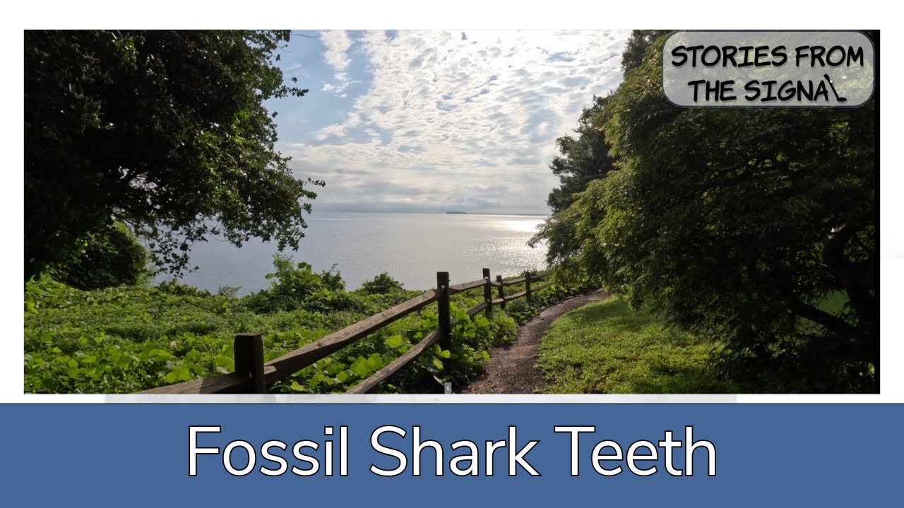Fossil Shark Teeth Calvert Cliffs #gopro - YouTube