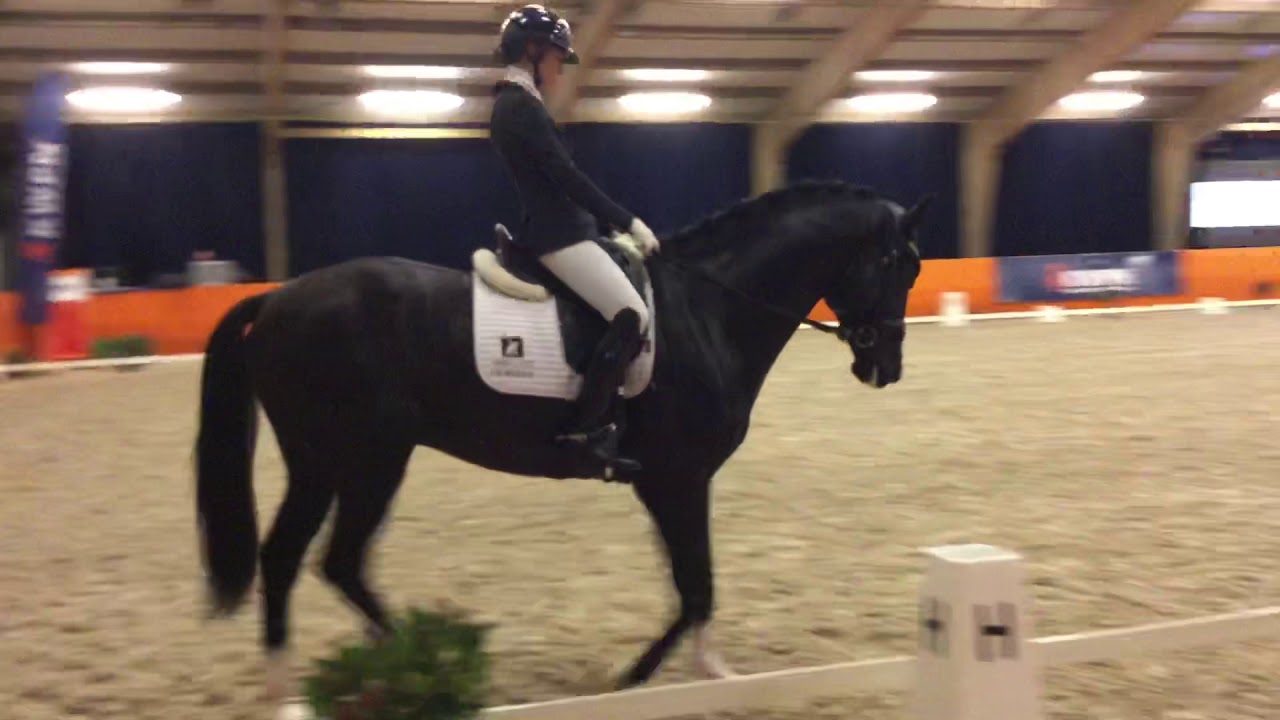 Jayson ( v. Johnson x Negro ) Stallion Competition 2019 - YouTube