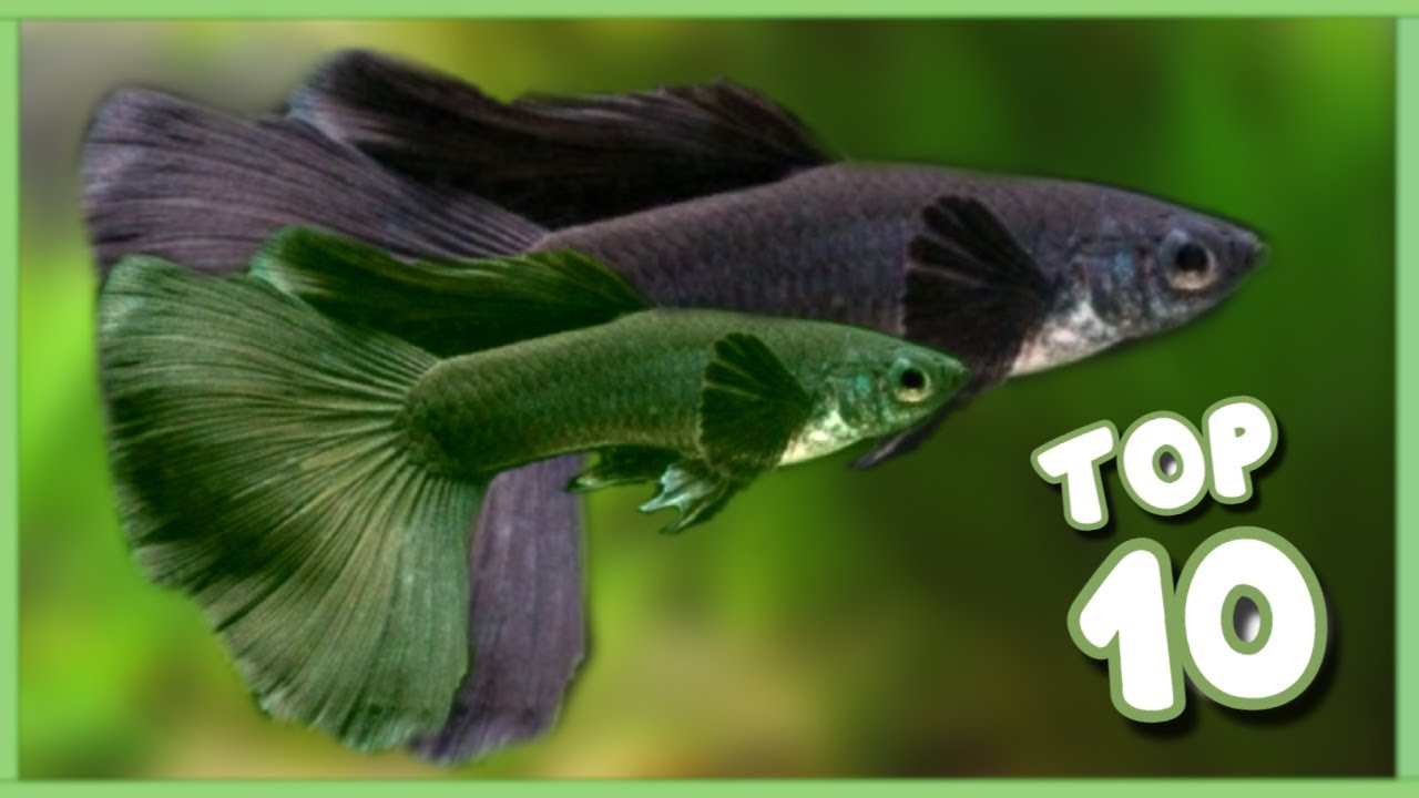 Top 10 Famous Guppy Fish Variety in the World - YouTube