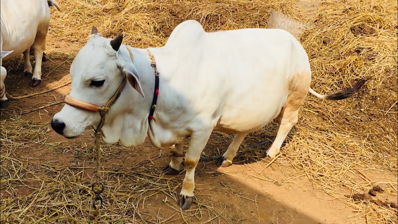 PUNGANUR COW - YouTube