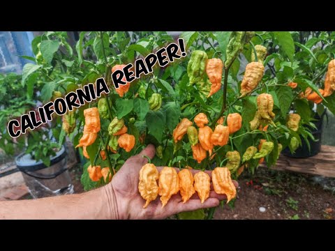 California Reaper! Carolina Reaper x Jay's Peach Ghost Scorpion Part 2 ...