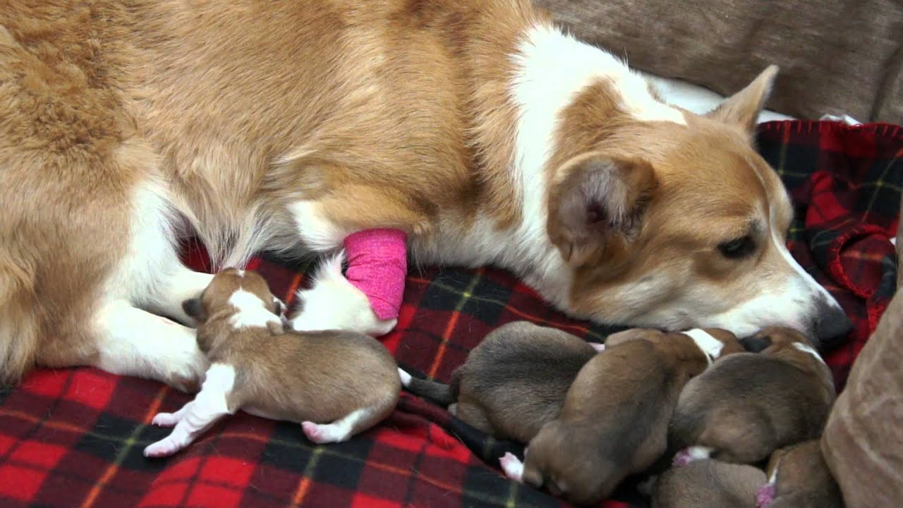 Corgi Babies @ day 1 - YouTube