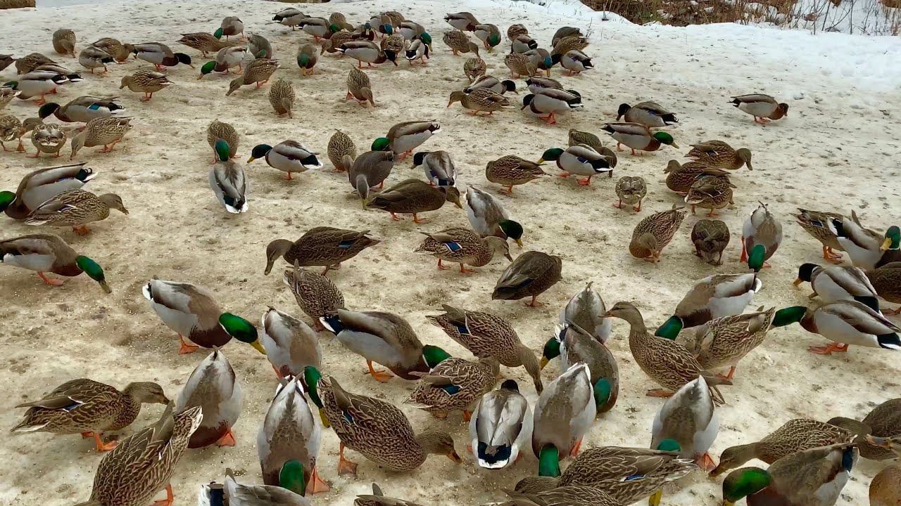 Lunch With A Bunch Of Ducks - YouTube