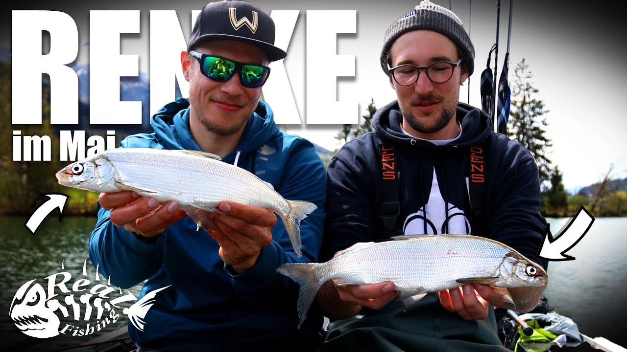 Zielfisch: Renke / Maräne - Erfolgreiches Angeln im Frühsommer - YouTube