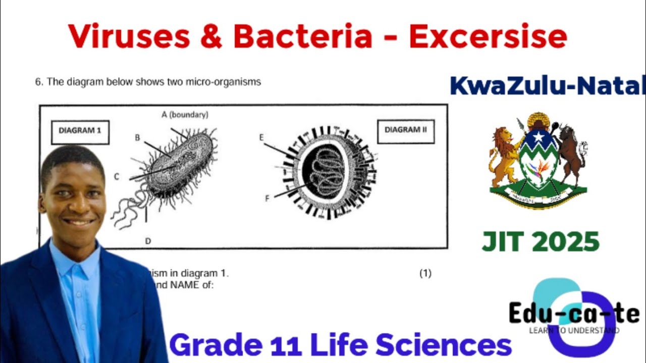Viruses & Bacteria - Practice Activity 2025 (Grade 11 Life Sciences ...