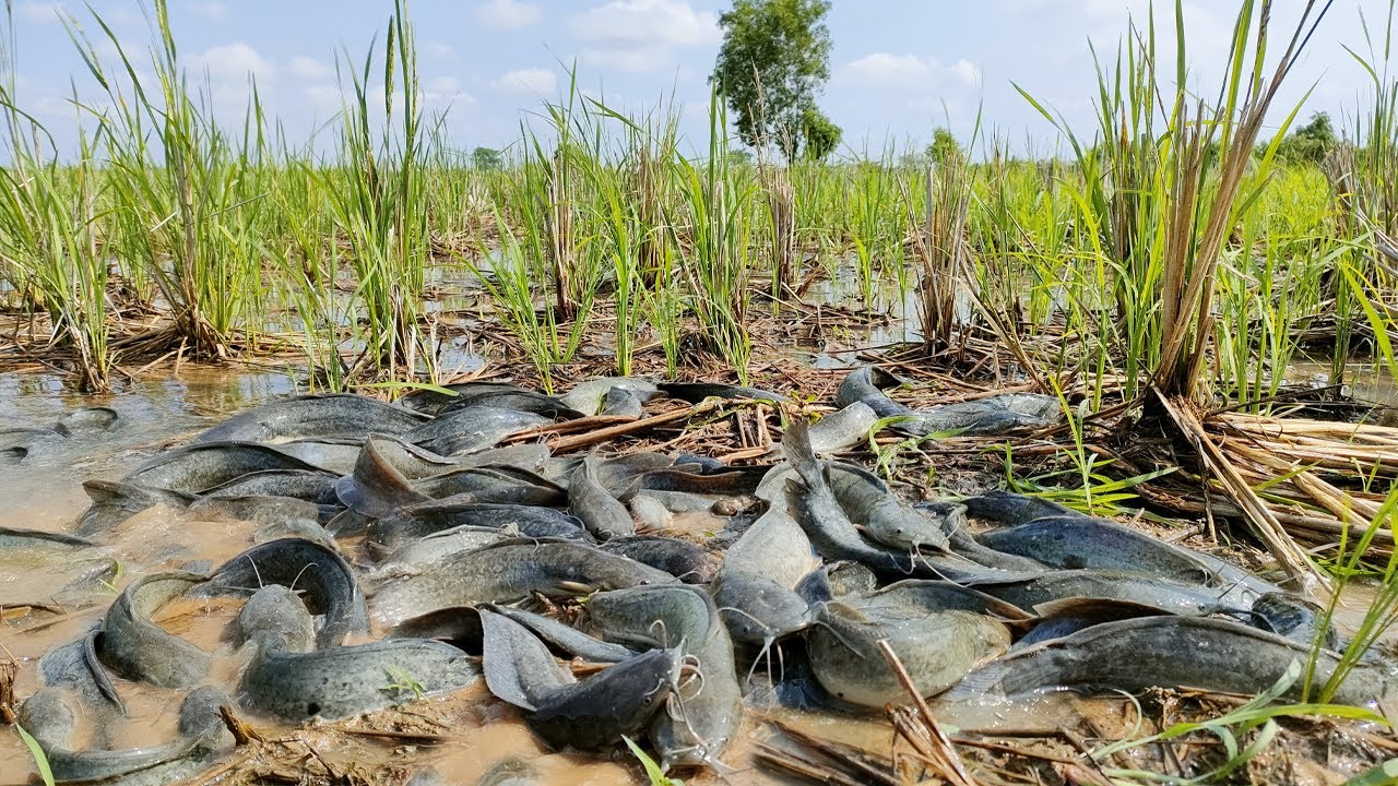 amazing fishing! a fisherman a lot of catch fish in rainy season at old ...