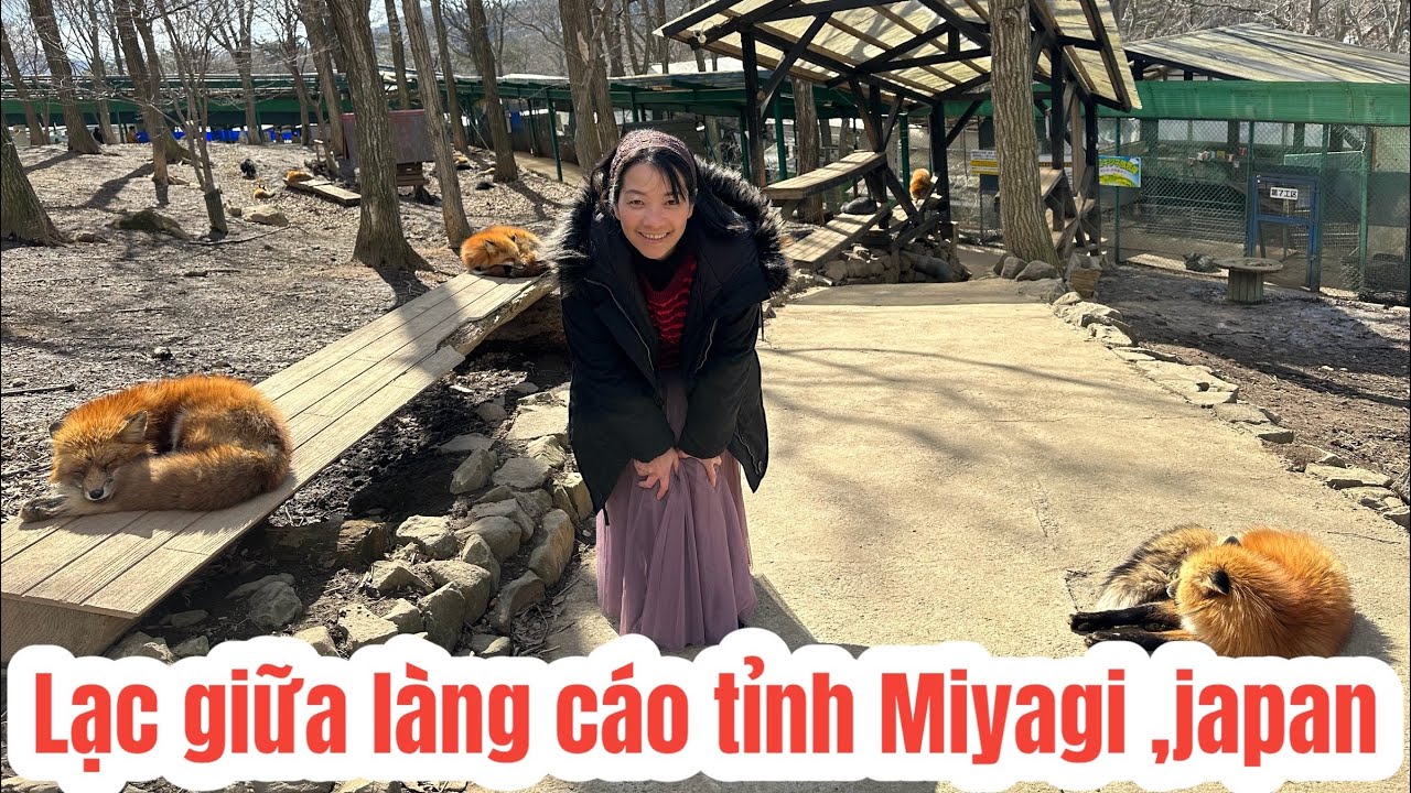 🚙 Lạc giữa làng cáo tỉnh Miyagi , Japan - YouTube