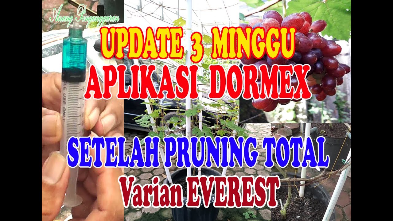 UPDATE 3 MINGGU SETELAH PRUNING TOTAL ANGGUR EVERST - YouTube