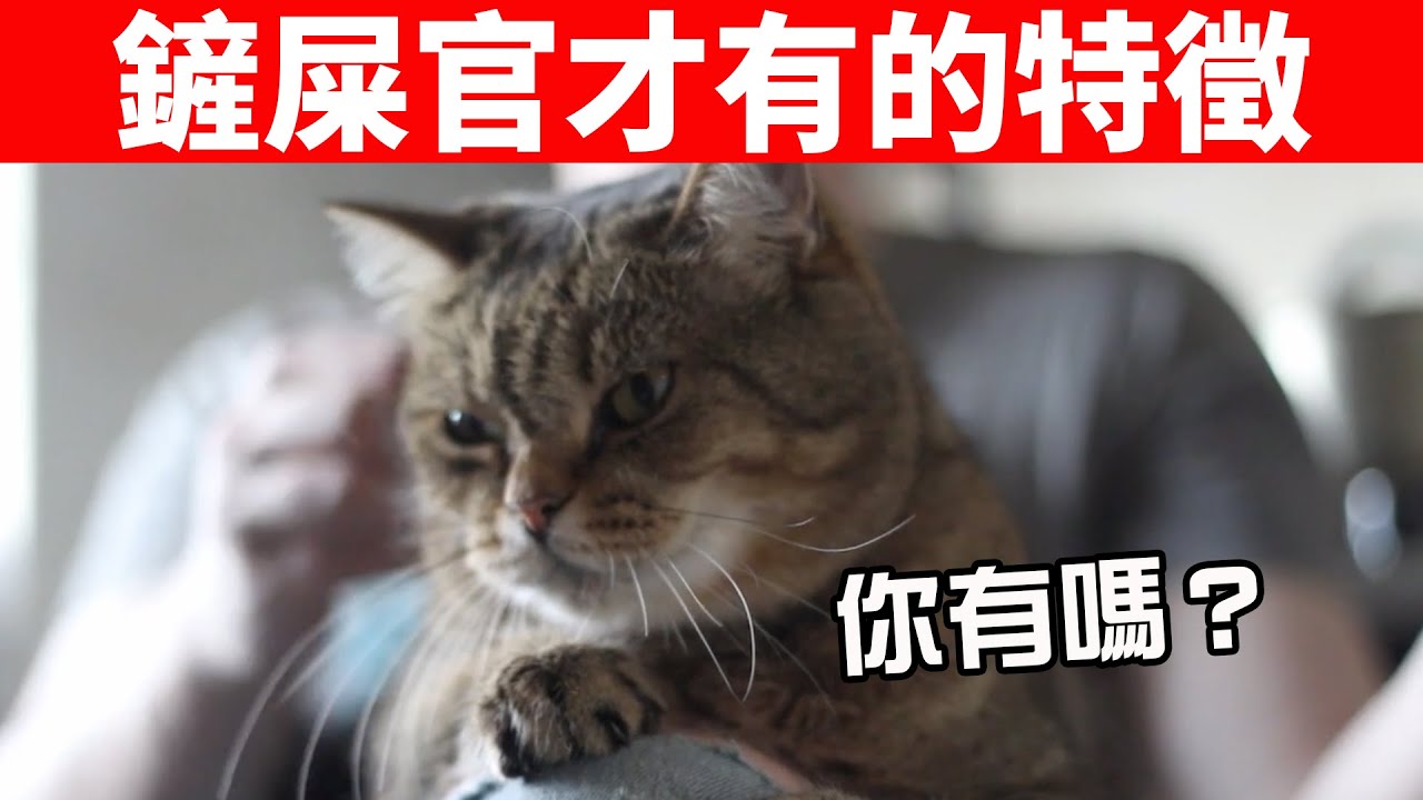 鏟屎官才有的10個特徵,你真的沒有嗎?【貓咪趣事ep12】 Youtube