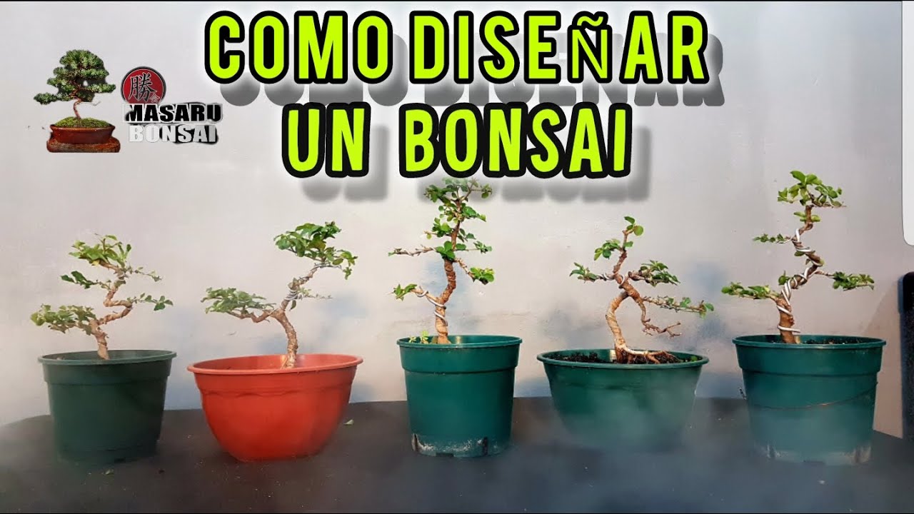 🔴COMO HACER UN BONSAI PODA DISEÑO Y ESTRUCTURA ! parte 1👈 MUY FACIL DE ...