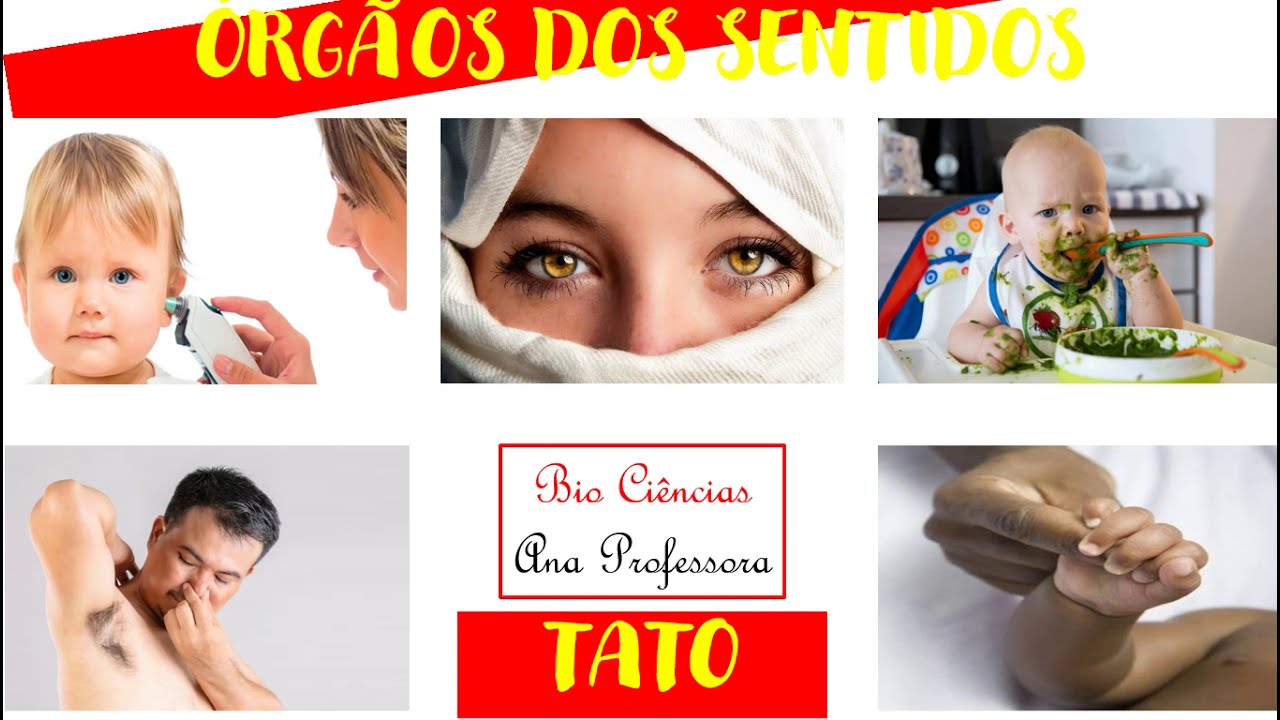 Tato e a pele - Série Órgãos dos Sentidos - YouTube