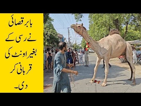 Camel Qurbani On Eid 2024 Without any Rope By Babar Qasab