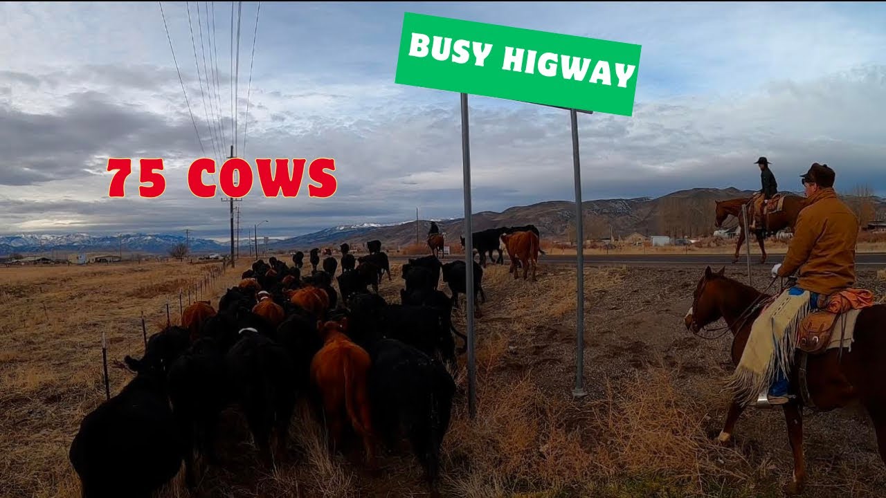 Moving 75 cows on a busy highway & a new addition to the ranch - YouTube