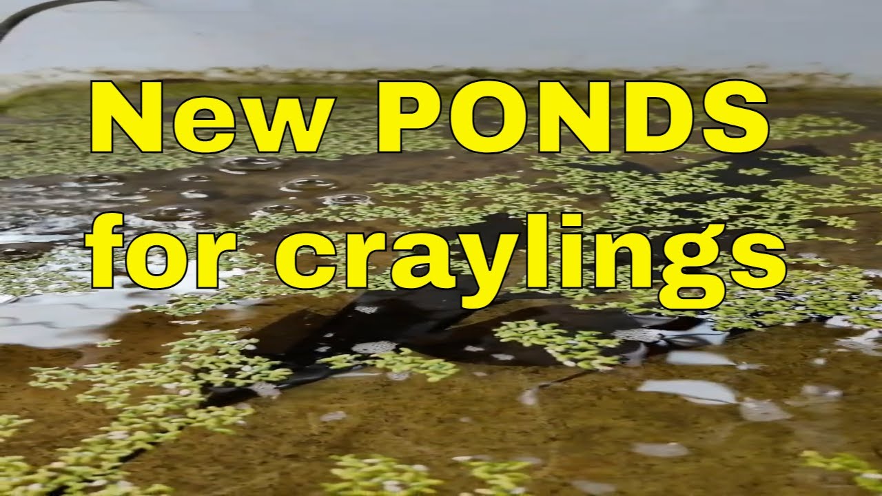 NEW POND FOR MY CRAYLINGS - YouTube
