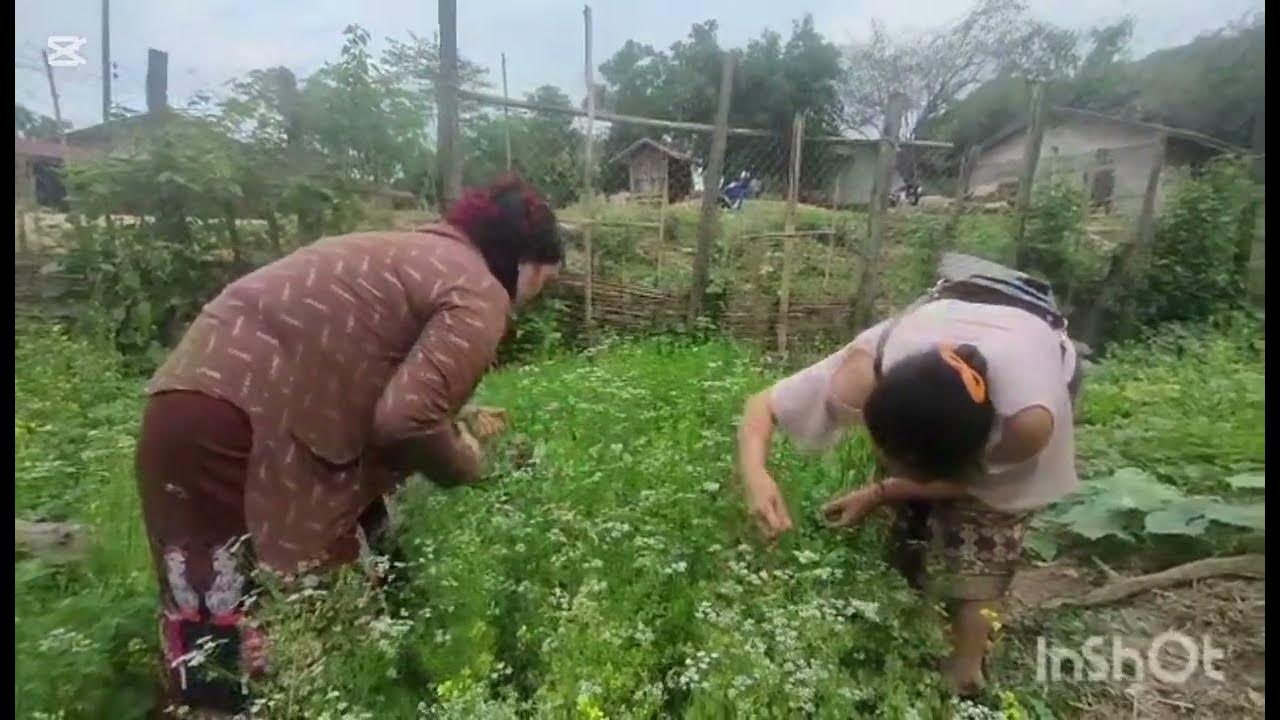 kuv niam koj mu duas twg lawm es peb niaj hnub tuaj saib koj lub vaj zaub 12 พฤษภาคม ค.ศ. 2025 ...