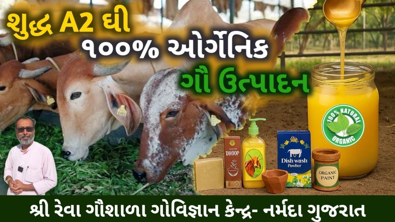 Shree Reva Gaushala | Best A2 Ghee & 100% Organic Cow Products in ...