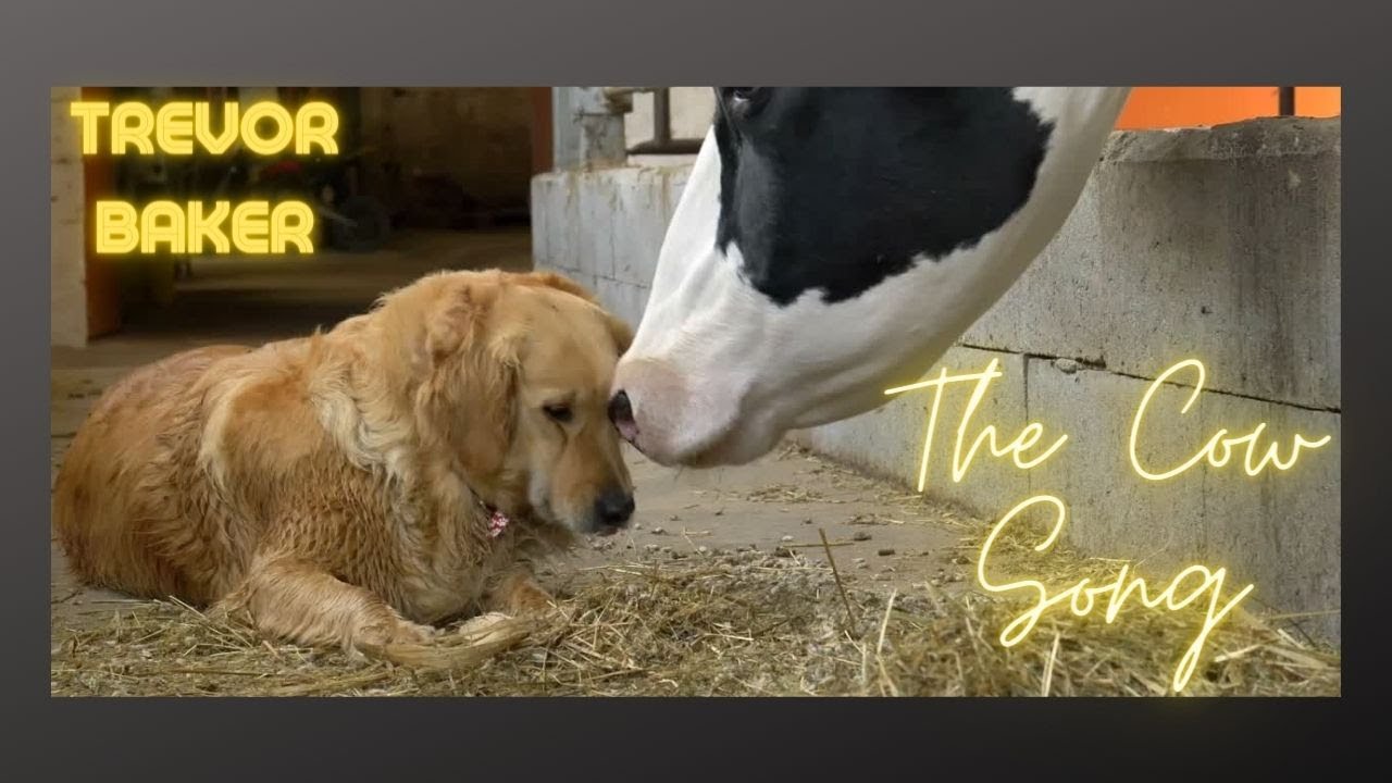 The Cow Song - YouTube