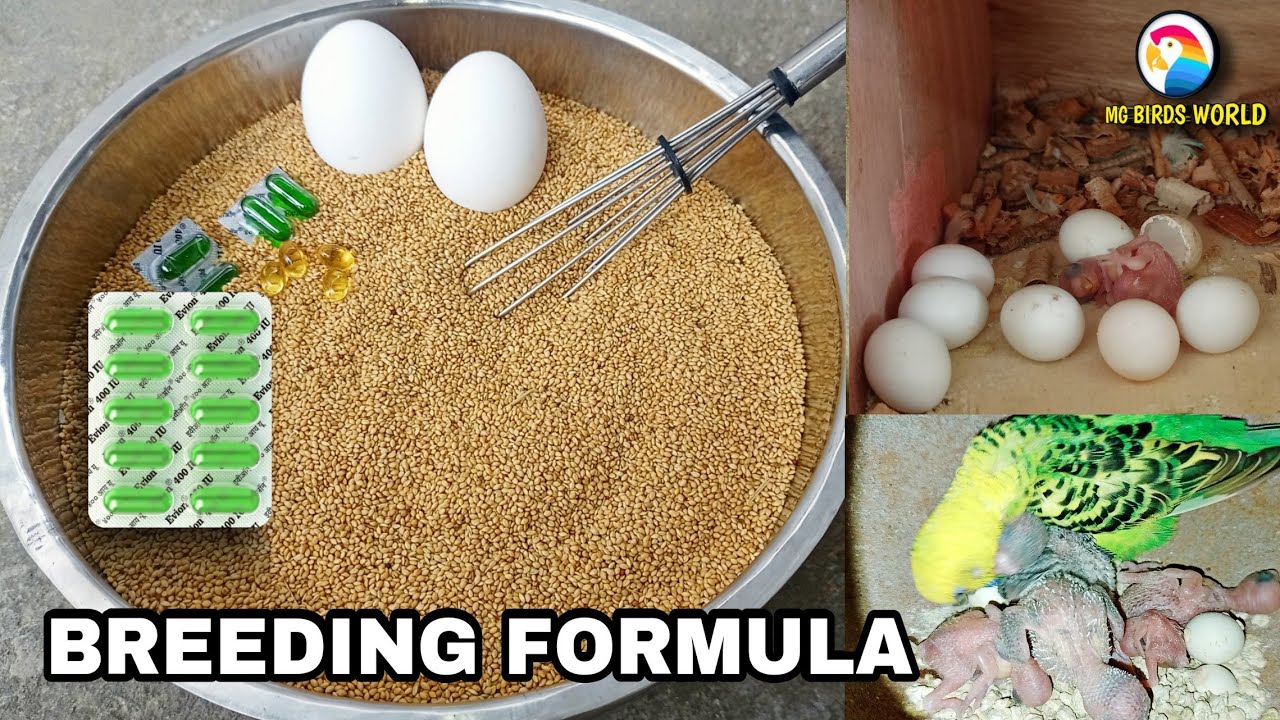 Birds Breeding Formula | Budgies, Lovebirds, Finches | Best Results 100 ...