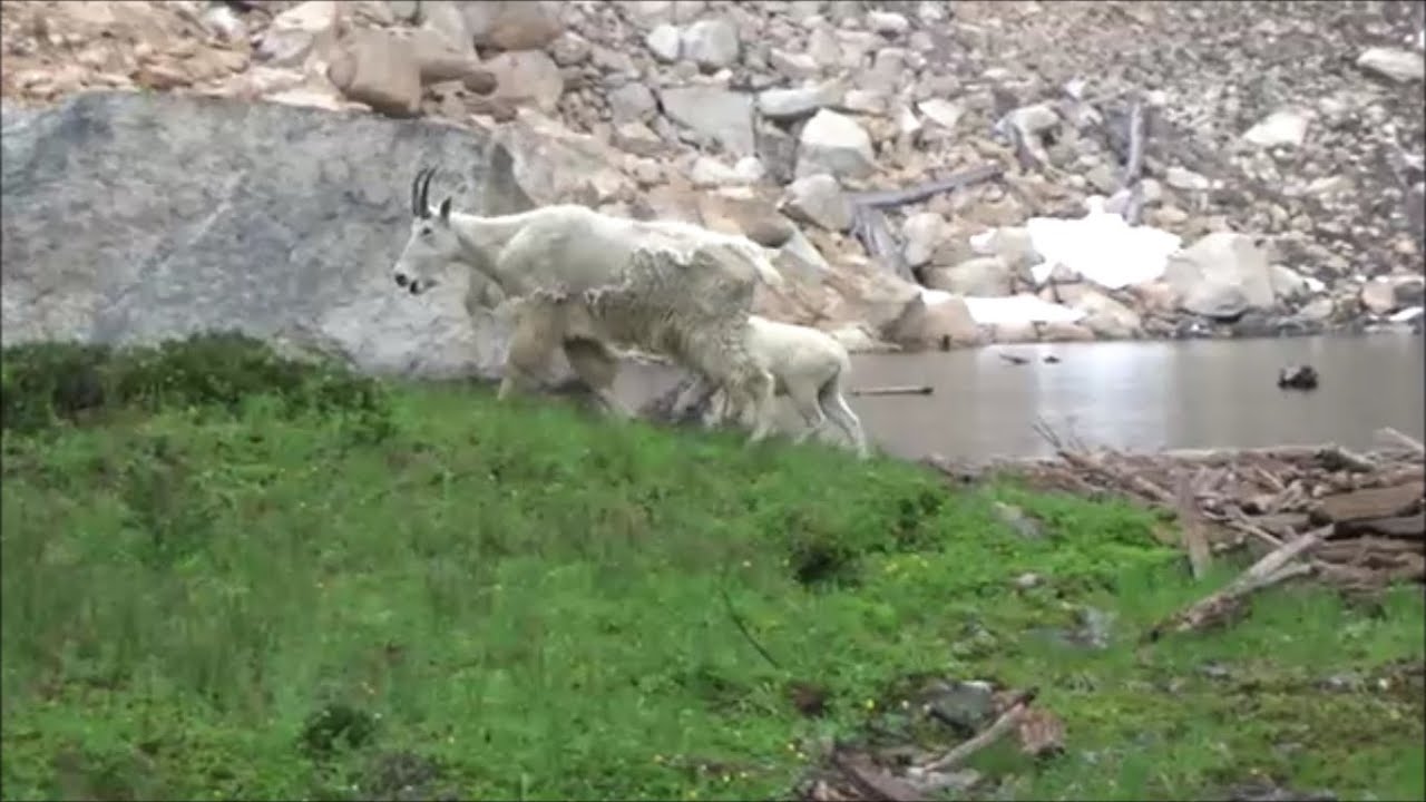 Attacked by a Mountain Goat - YouTube