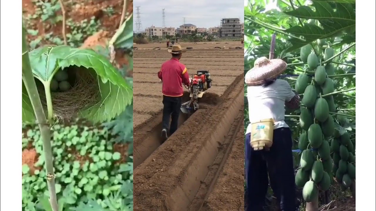 Ninja Farm Fruit_Tik tok China_Farm Technology_Agriculture - YouTube