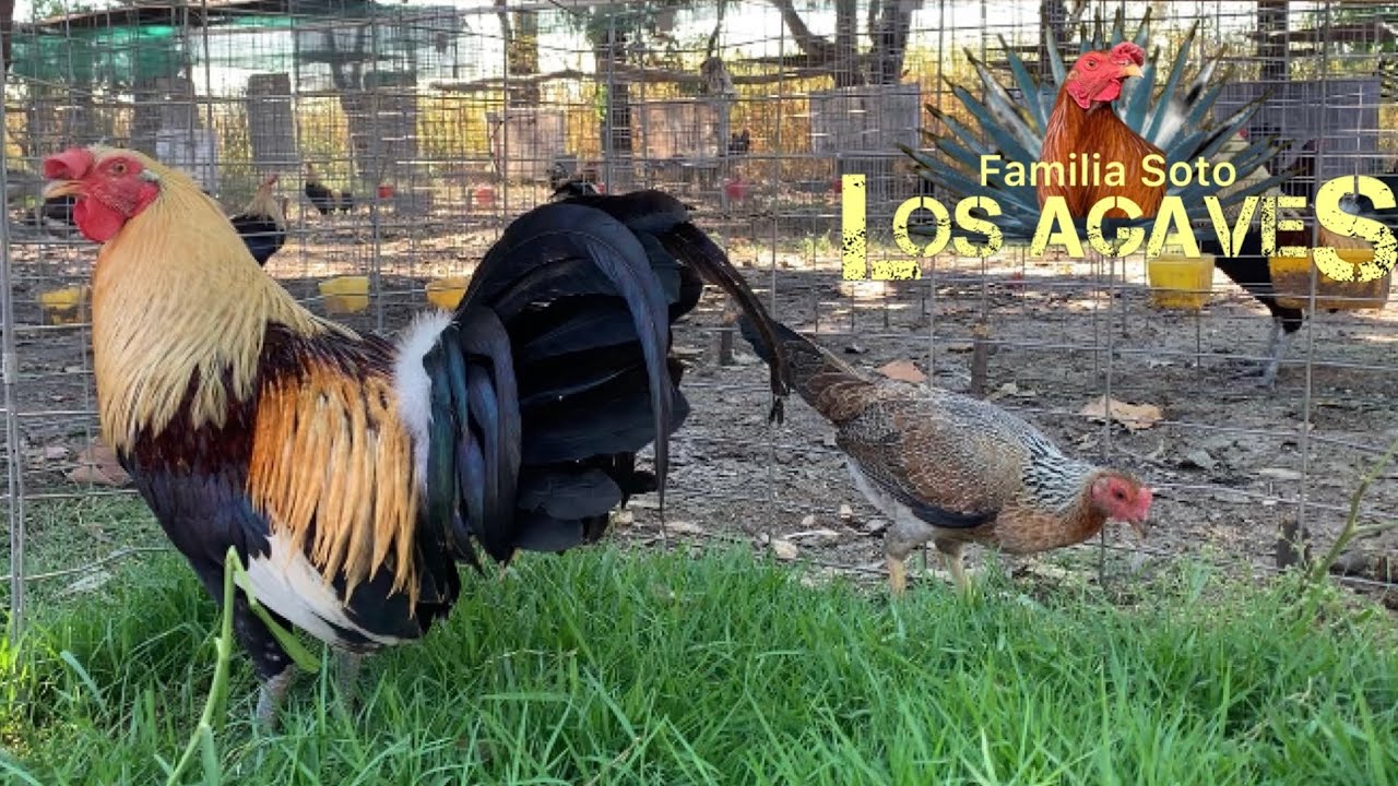 SEMENTAL GIRO HATCH con GALLINA GIRA ASEEL… - YouTube