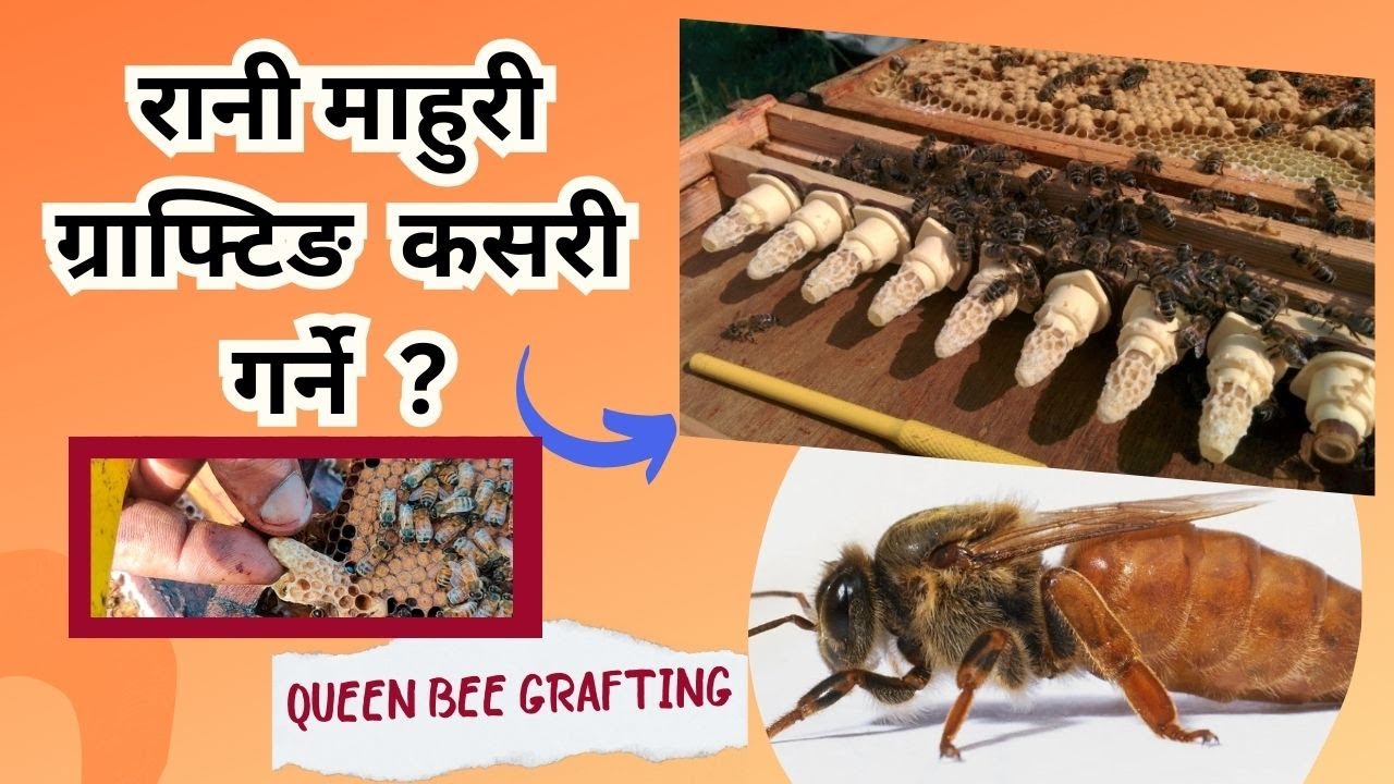 Queen Grafting Live | Queen Bee Fighting | Nurse Bee's | Beekeeping Training. - YouTube