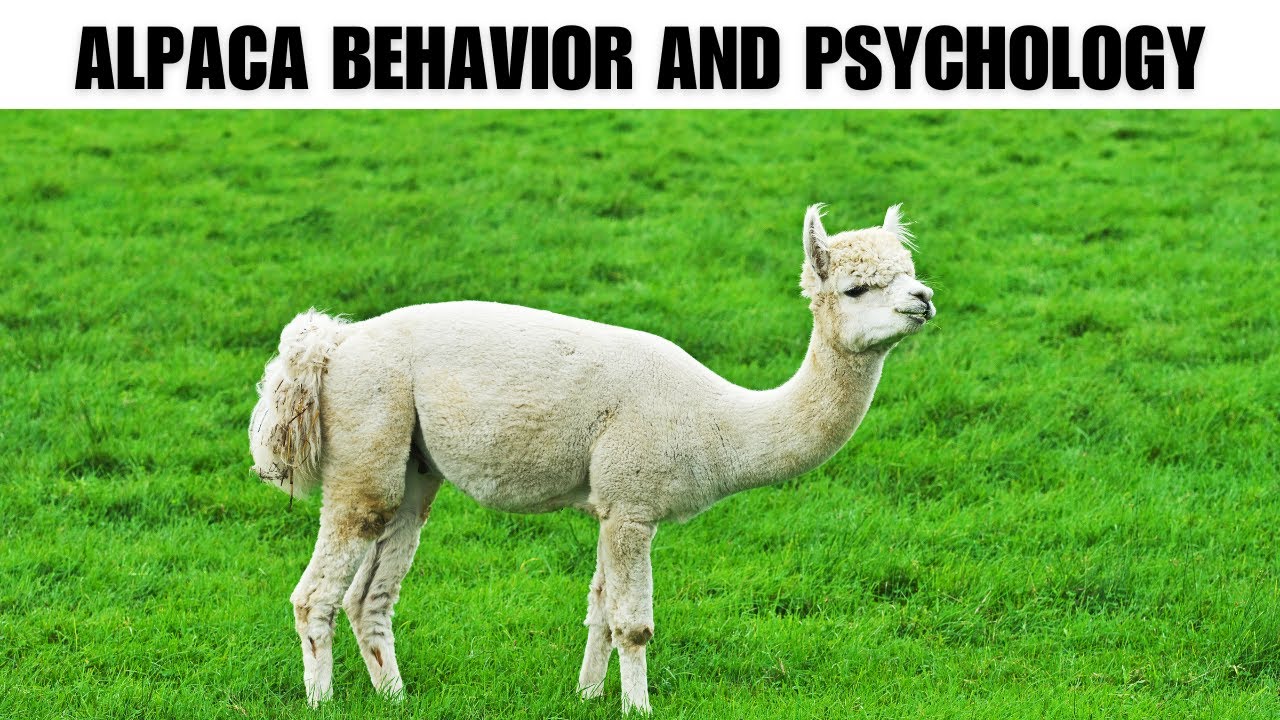 Alpaca Behavior and Psychology | Alpaca ka sochne aur behave karne ka ...