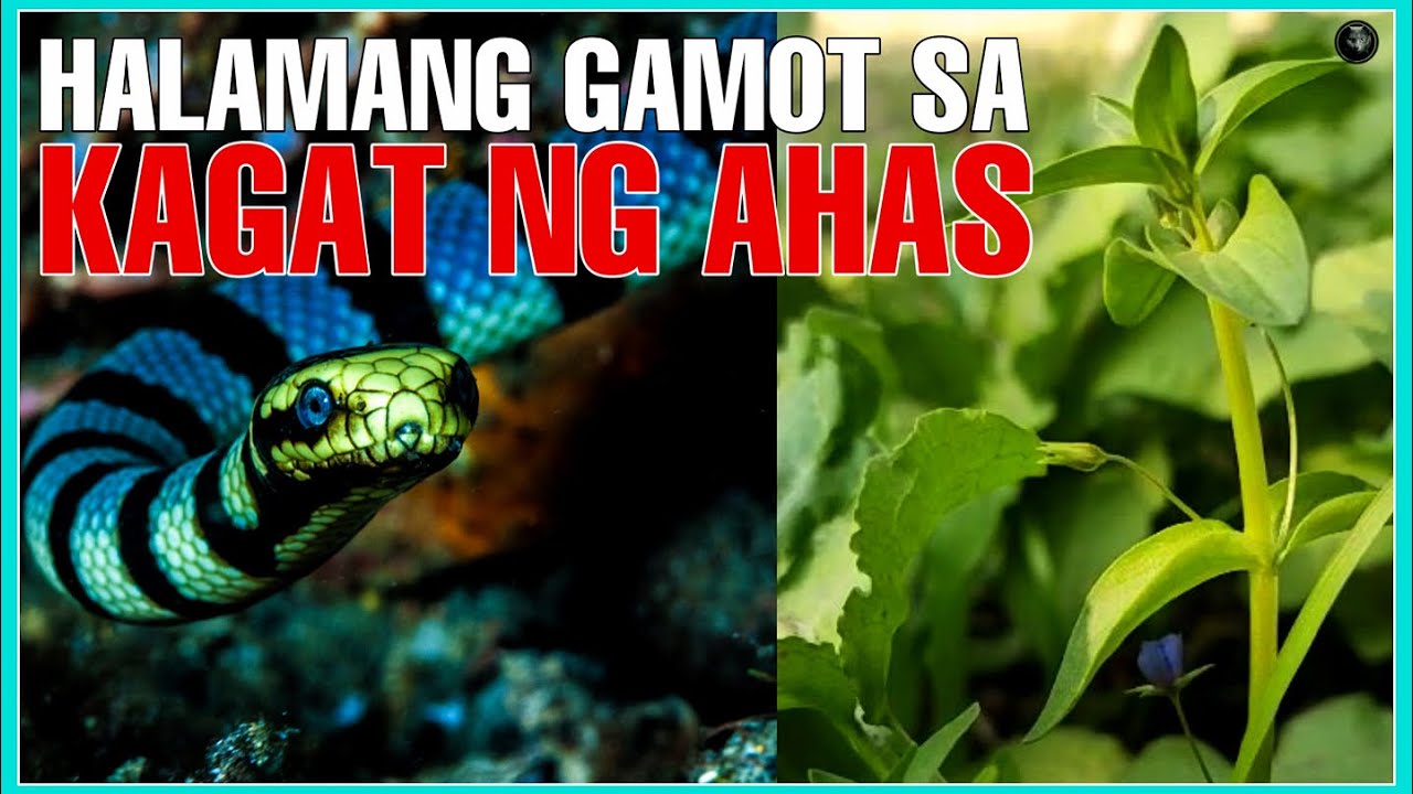 Bhes Tv; DAMO LAMANG ANG MGA ITO SA PALIGID , GAMOT PALA SA KAGAT NG ...