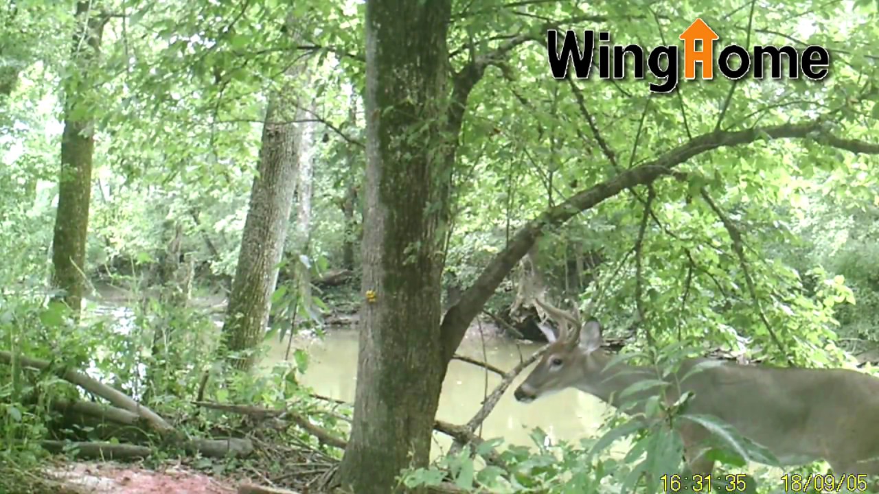 WingHome Model 290c Trail Cam - Video Mode - YouTube