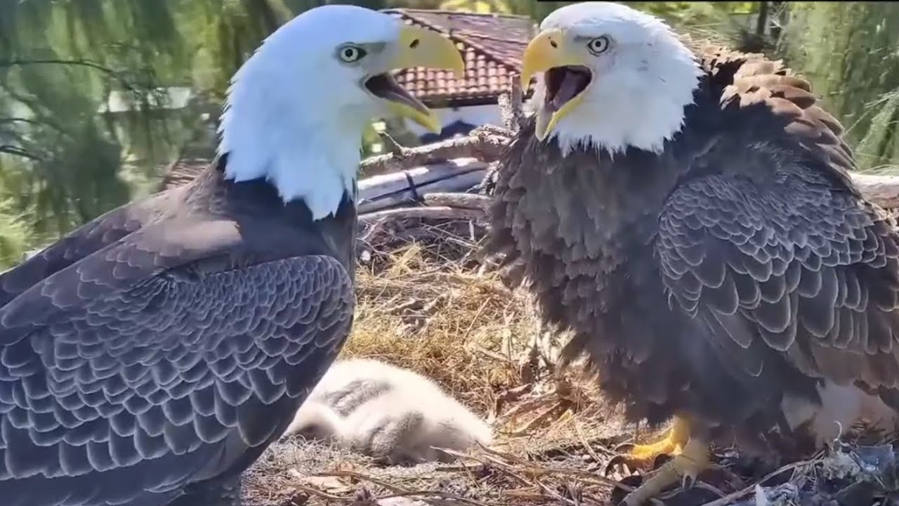 Eagle parents on alert mode to protect the eaglets | Dade County Eagle ...